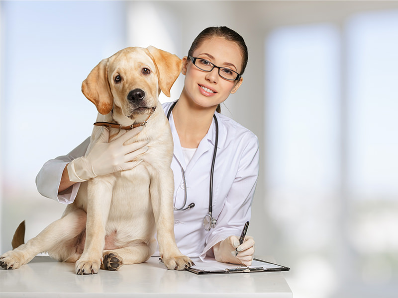 Veterinary Hospital in FLanders & Landing, NJ - Animal Care Centers