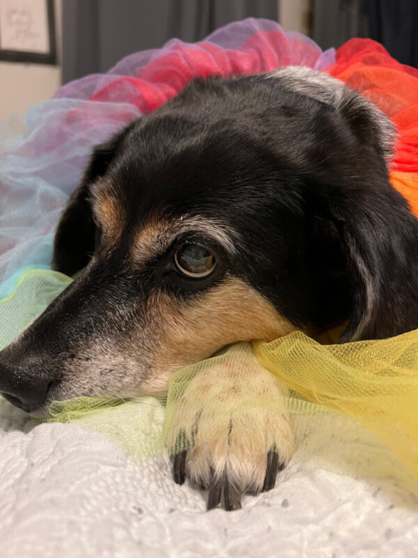 Meet Our Doctors - Animal Care Centers