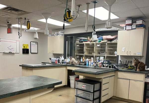 Surgical Procedures for Pets - Animal Care Centers